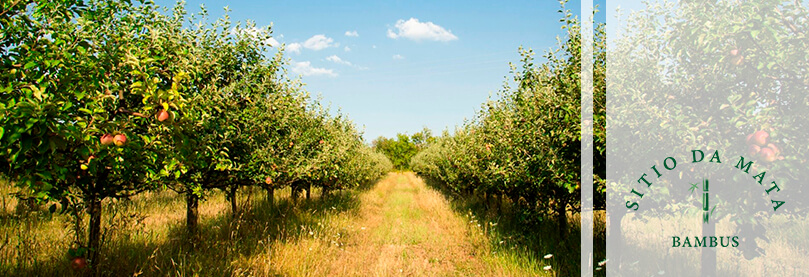 10 Dicas Para Criar um Lindo Pomar - Sitio da Mata Bambus