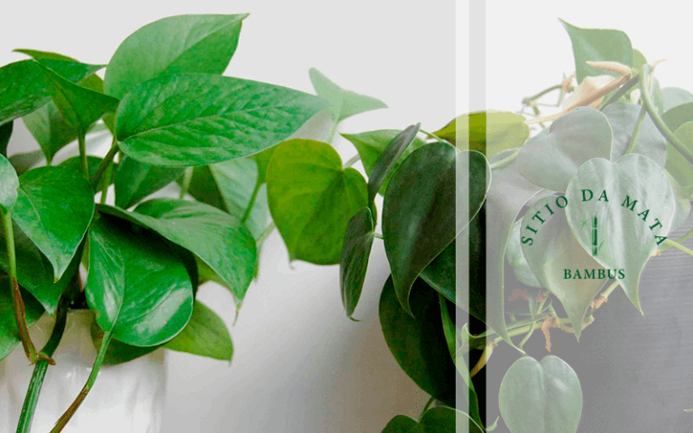 Cultivando elegância: venha para o maravilhoso mundo da filodendro ...