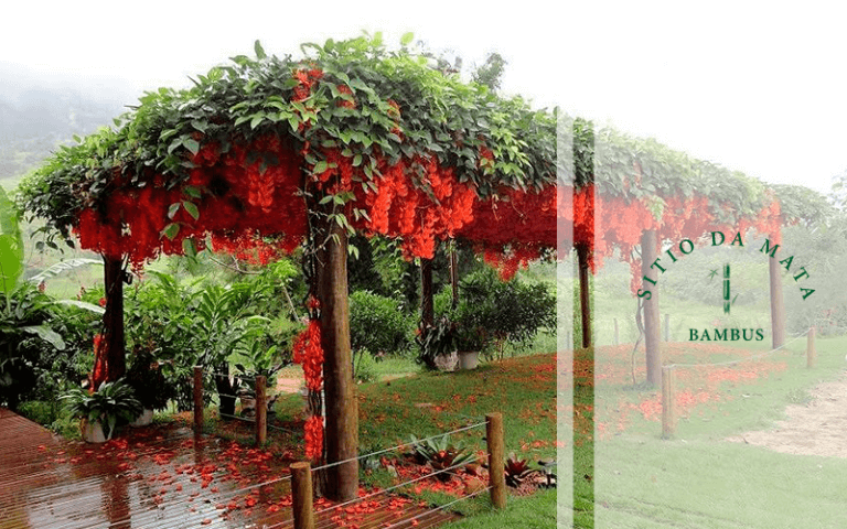 Planta Jasmim: 7 Espécies lindas e perfumadas, prontas para transformar ...