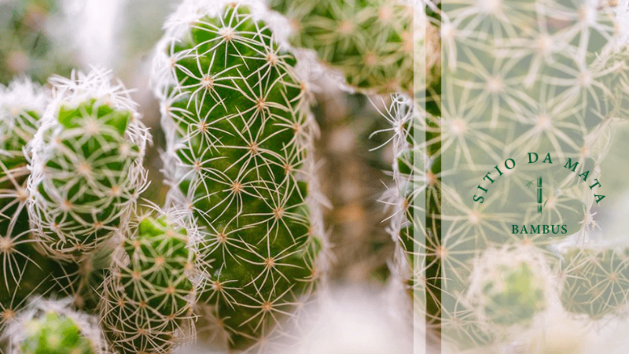 Adaptacoes De Plantas Xerofitas Biologia Adaptações A Falta De água