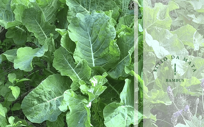 Planta Jasmim: 7 Espécies lindas e perfumadas, prontas para transformar ...