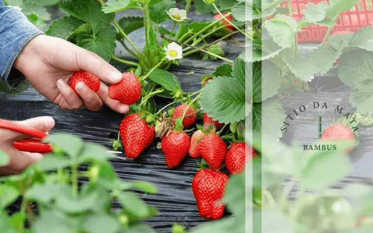 Como plantar morango em vaso em 5 passos: colha seus próprios frutos em casa - Sitio da Mata Bambus