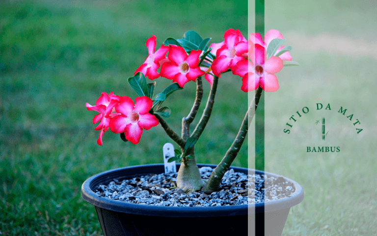 Guia de Sobrevivência: 7 Plantas Resistentes ao Sol Forte e Calor ...