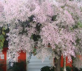 Congéia (Congea Tomentosa)