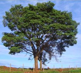 COPAÍBA (Copaifera langsdorffii)