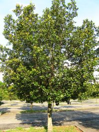 GUANANDI (Calophyllum brasiliensis)
