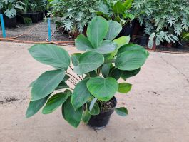 MINI MARANTA CHARUTO (Calathea lutea)