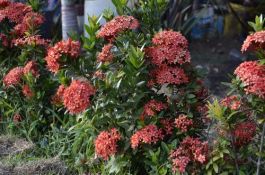 Mini Ixora (Ixora coccinea ´compacta´)