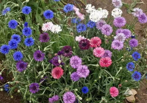 Planta De Centaurea Roxa Centáurea Centaurea Cyanus
