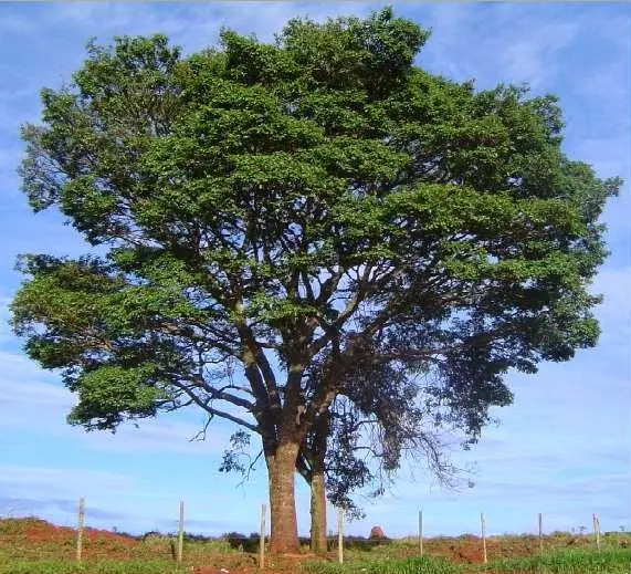 COPAIBA Copaifera langsdorffii