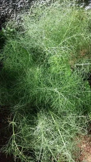 Planta De Erva Doce Como Usar Erva Doce Em Pratos Doces E Salgados