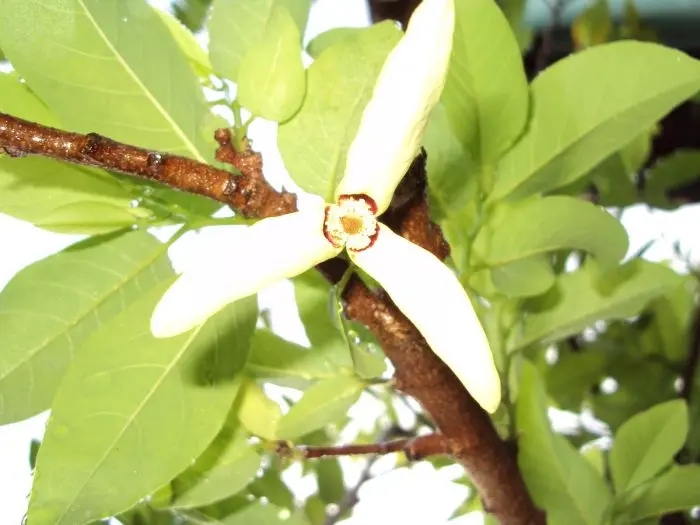 Fruta Arvore Do Conde Fruta Do Conde Capital Mudas