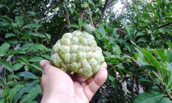 Fruta Arvore Do Conde Fruta Do Conde Capital Mudas