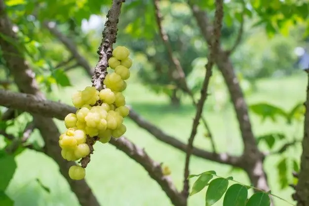Fruta Groselha Indiana
