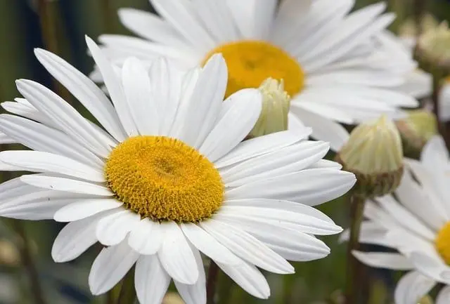 Margarida Gerbera Branca Com Caule Margarida Bellis Perennis