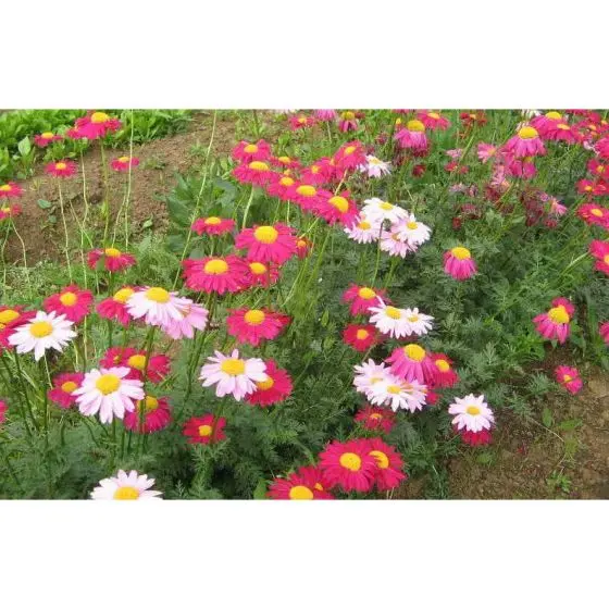 Planta De Piretro El Piretro En Flor En El Jardín | Foto Premium