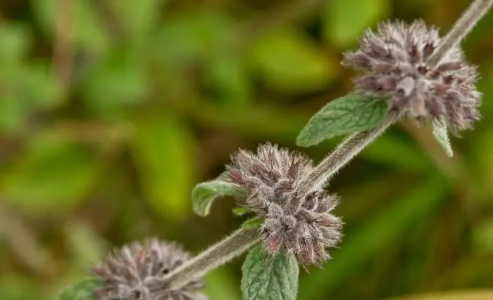 Planta De Poejo Poejo – Wikipédia, A Enciclopédia Livre