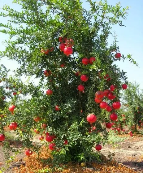 Arvore Frutifera Roma Muda De Romã Gigante