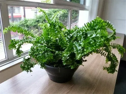 Plantas De Samambaia Tropical
