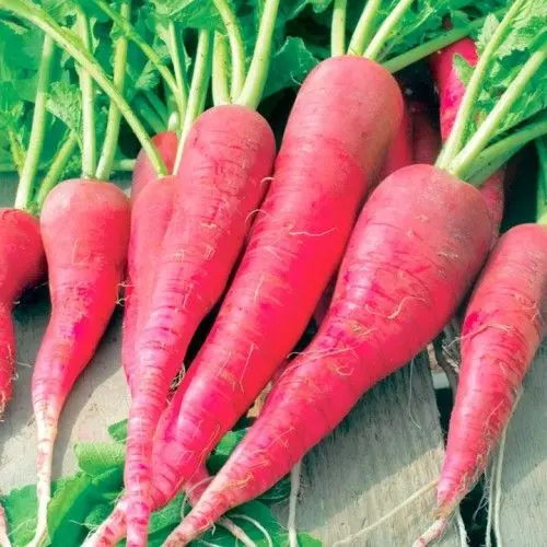 Folhas De Rabanete Continente Sabia Que O Rabanete Ajuda A Retardar