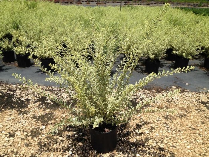 Ligustrum Variegado