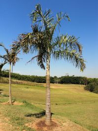Areca de Locuba | Sitio da Mata