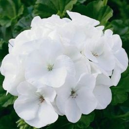 GERÂNIO BRANCO (Pelargonium hortorum)
