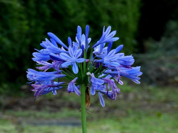 AGAPANTO AZUL OU BRANCO (Agapanthus africanus)