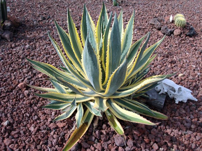 AGAVE VARIEGATA (Agave americana var. marginata)