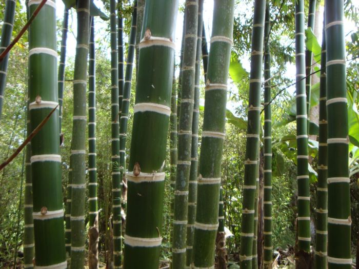 Bambu Guadua (Guadua angustifolia)