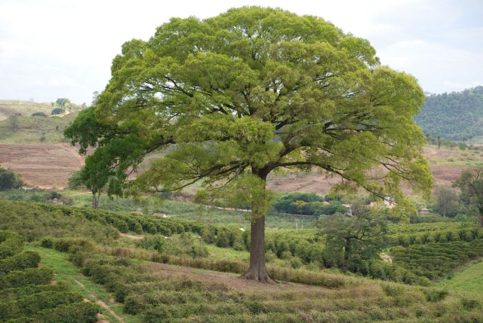CABREÚVA (Myroxylon peruiferum) | Sítio da Mata