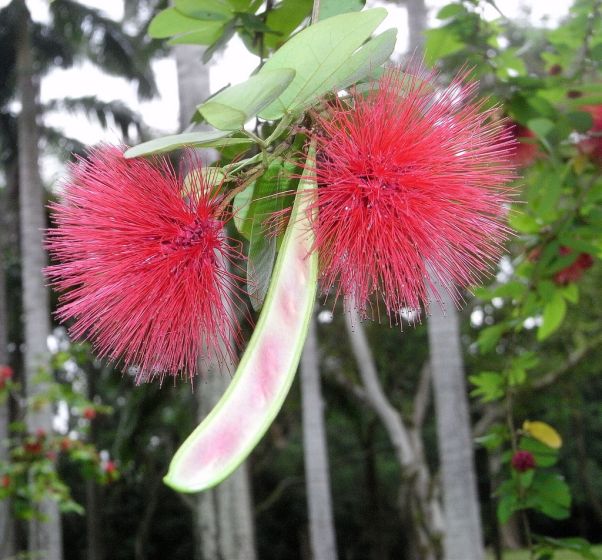 CALIANDRA (Calliandra tweedii)