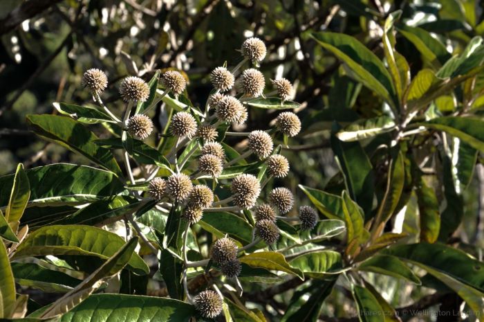 CANDEIA(Gochnatia polymorpha) | Sítio da Mata