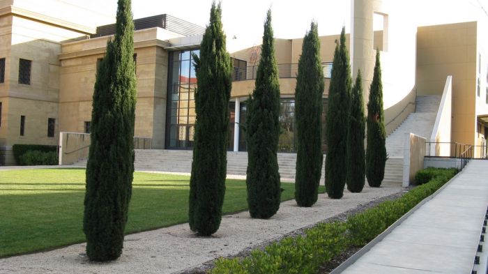 CIPRESTE ITALIANO (Cupressus sempervirens)