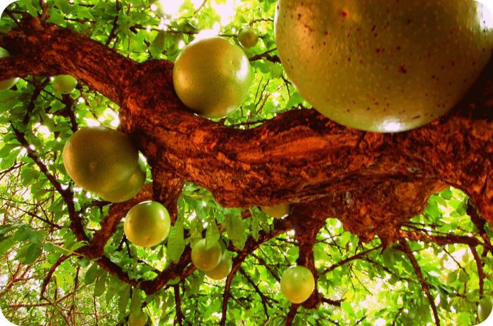 COITÉ (CUIEIRA) (Crescentia cujete)