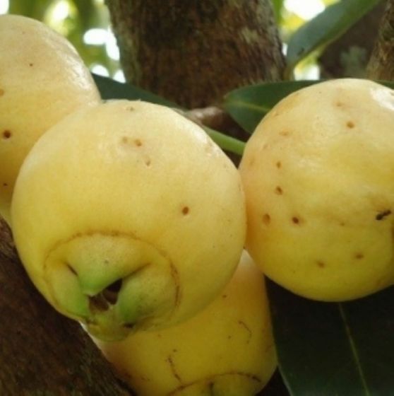 Jambo Amarelo (Eugenia Jambos)
