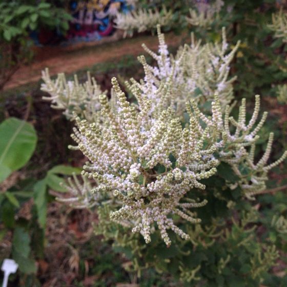 Mirra (Commiphora myrrha)