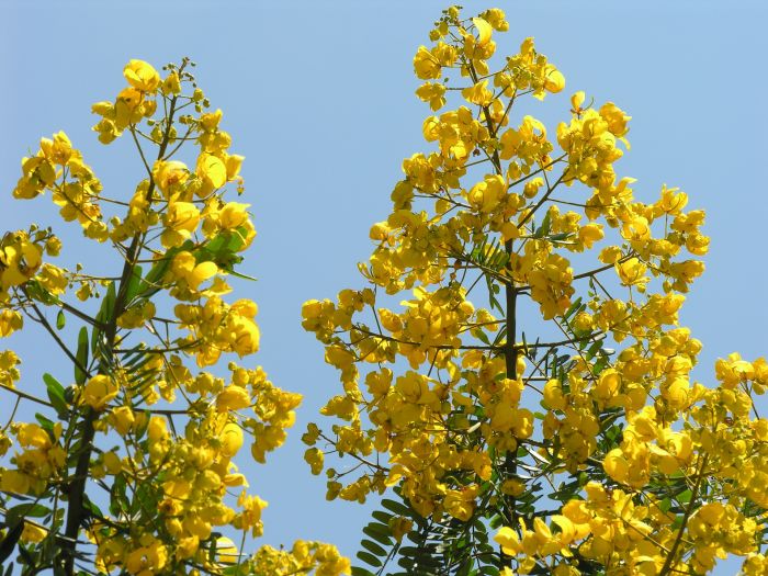 PAU CIGARRA (Senna multijuga)