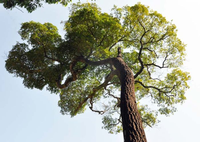 Peroba (Aspidosperma cylindrocarpon)