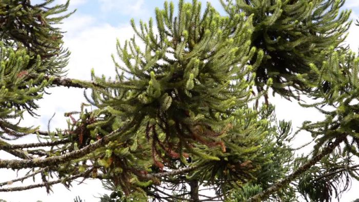 Pinhao (Araucaria angustifólia)