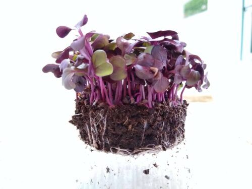 MICROVERDE Rabanete SARVESH (ROXO)