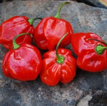 PIMENTA BOYRA HABANERO VERMELHA ( Capsicum frutescens.)