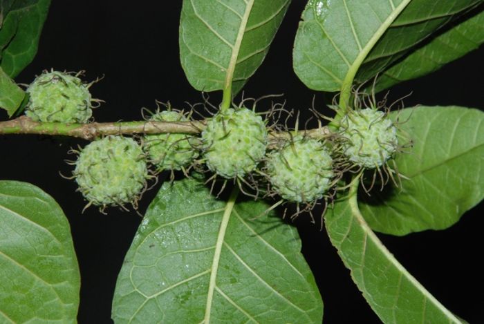 Taiúva (Maclura tinctoria)