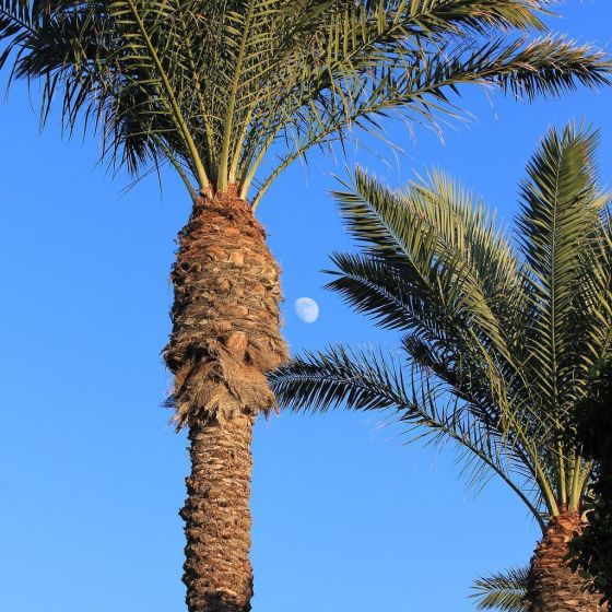 Tamareira (Phoenix dactylifera)