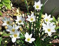 ZEFIRANTES - CARAPITAIA - LÍRIO DO VENTO (Zephyranthes candida)
