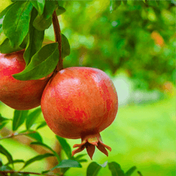 Sitio da Mata I Cerca Viva, Frutíferas, Nativas e Suculentas