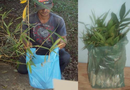 MARANTA CHARUTO (Calathea lutea)