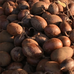 TECA (Tectona grandis)