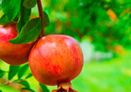 EMBIRA DE SAPO ( Lonchocarpus cultratus.)