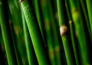 EMBIRA DE SAPO ( Lonchocarpus cultratus.)